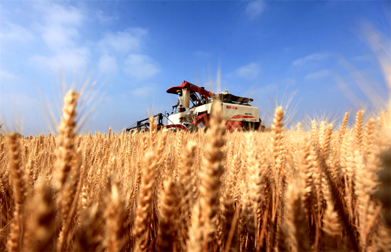 Wheat harvested across China_SUZHOU CHINA